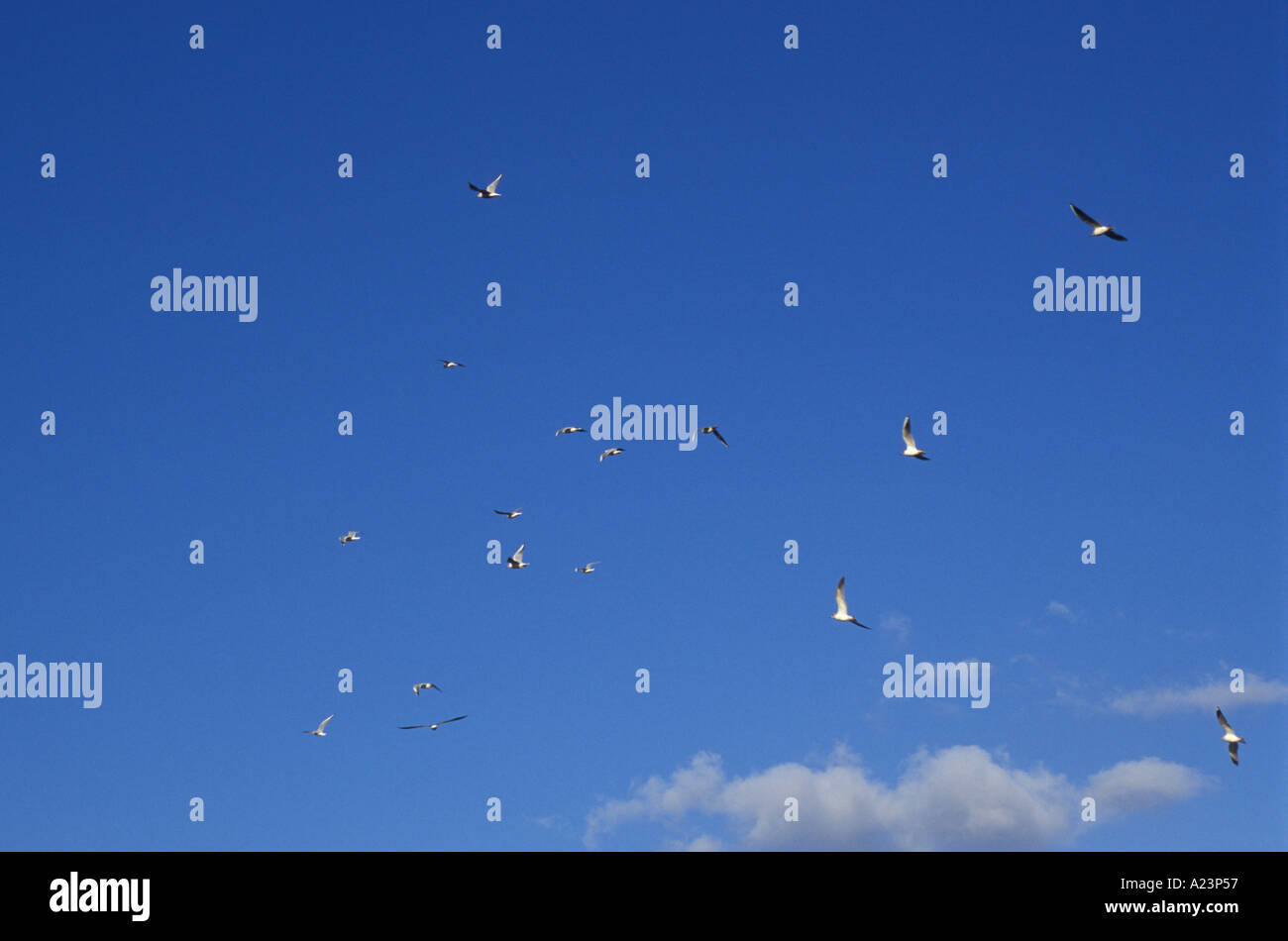Infinite flying birds hi-res stock photography and images - Alamy