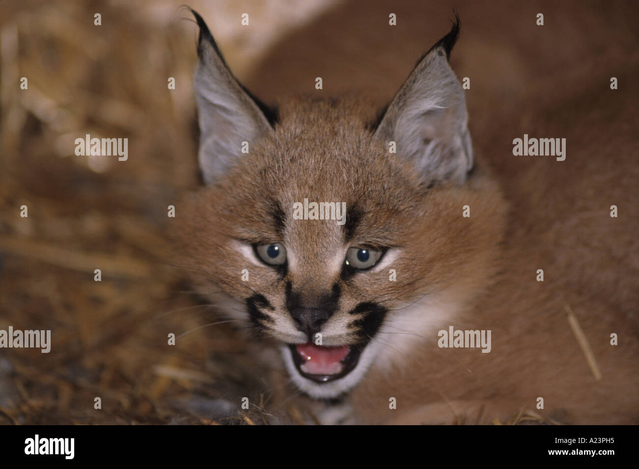 Caracal Lynx Kittens