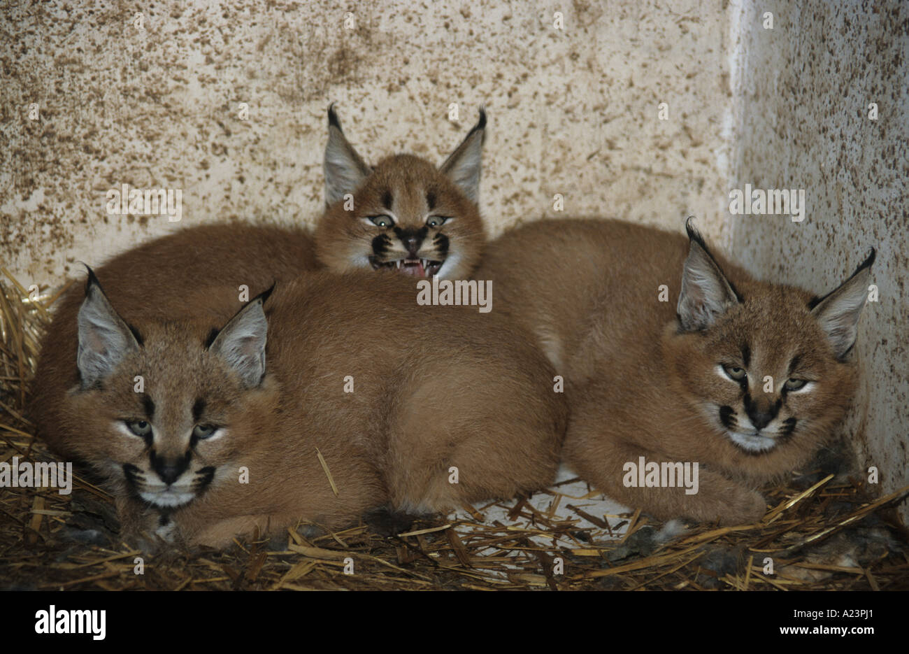 Hissing caracal hi-res stock photography and images - Alamy