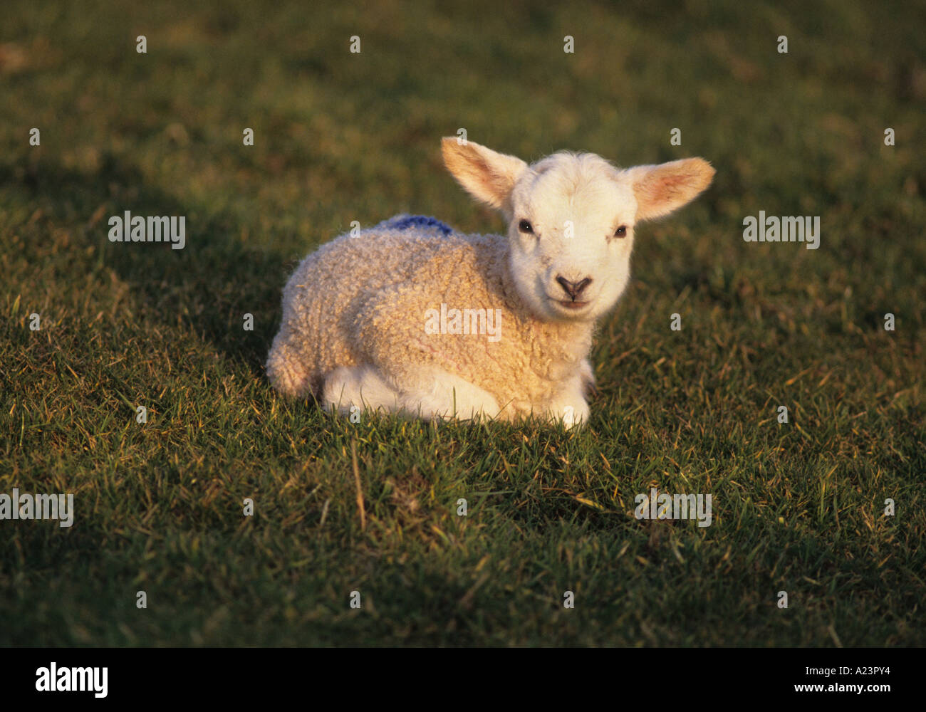 Prey lamb hi-res stock photography and images - Alamy