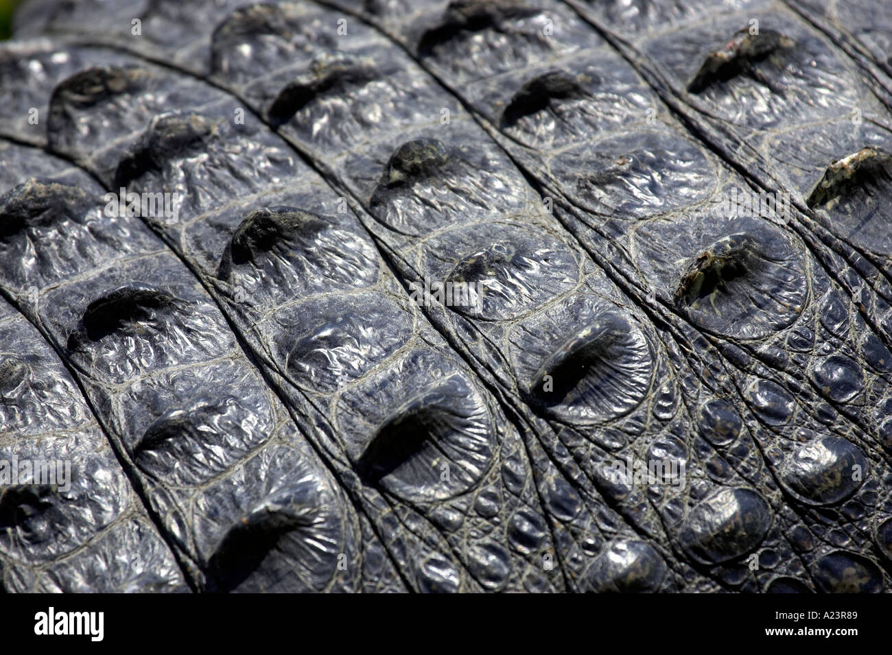 Alligator skin everglades state national park florida usa Stock Photo ...