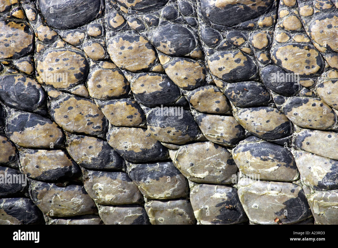Thick scaly skin hi-res stock photography and images - Alamy