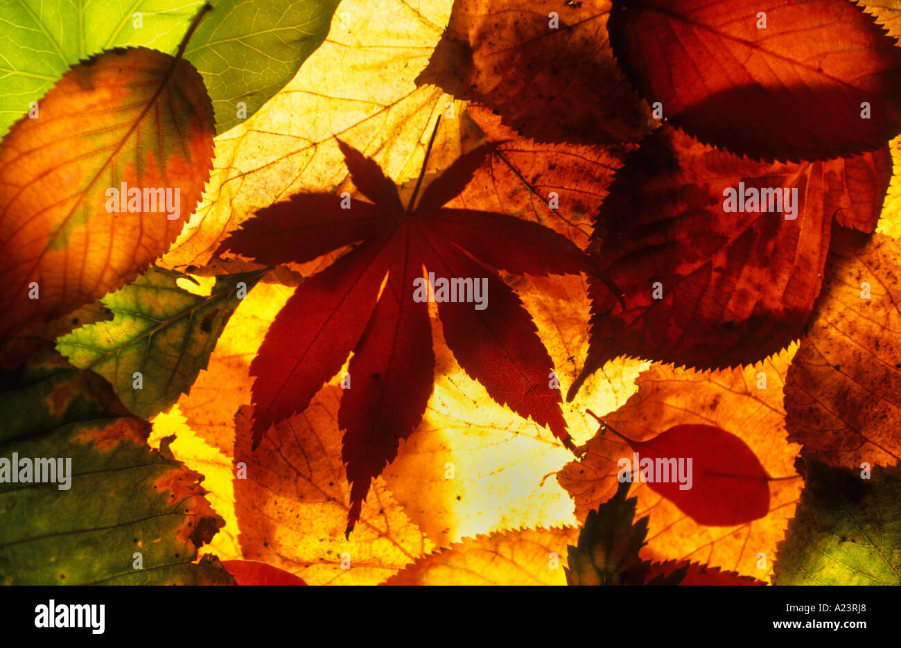 Different leaf structures hi-res stock photography and images - Alamy