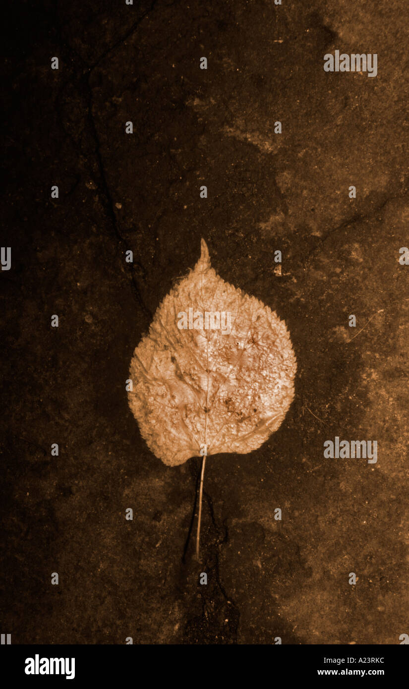 Leaf On A Rock Stock Photo - Alamy