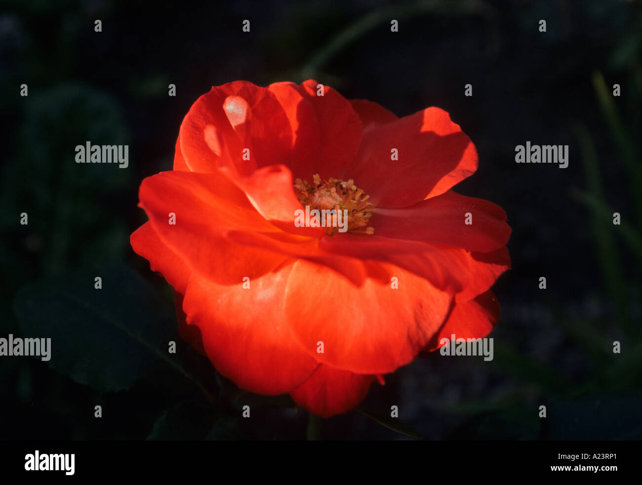 Orange Sensation Rose Stock Photo - Alamy