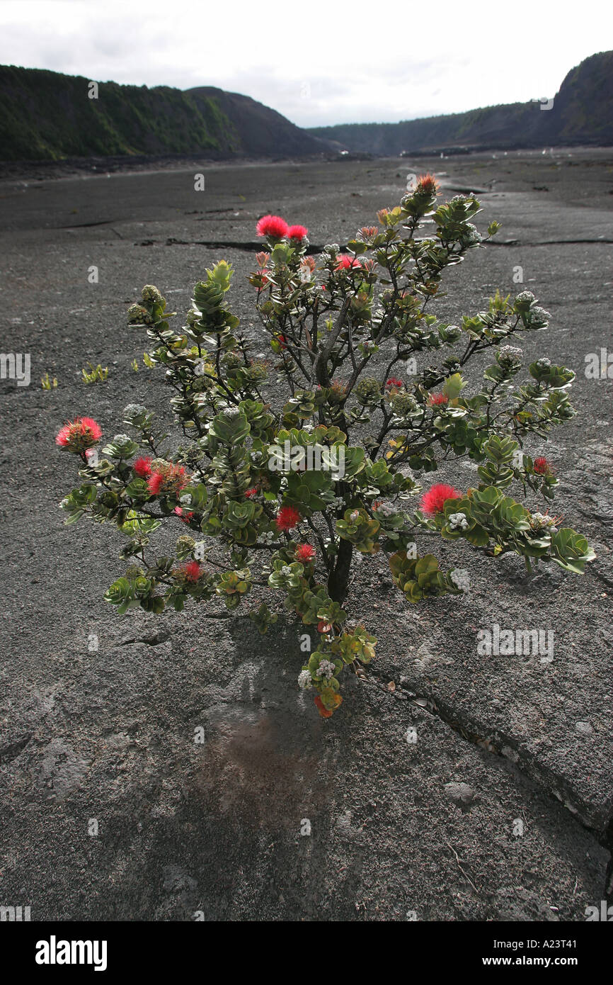 Ohia tree Kilauea Iki HVNP Island of Hawaii Stock Photo - Alamy
