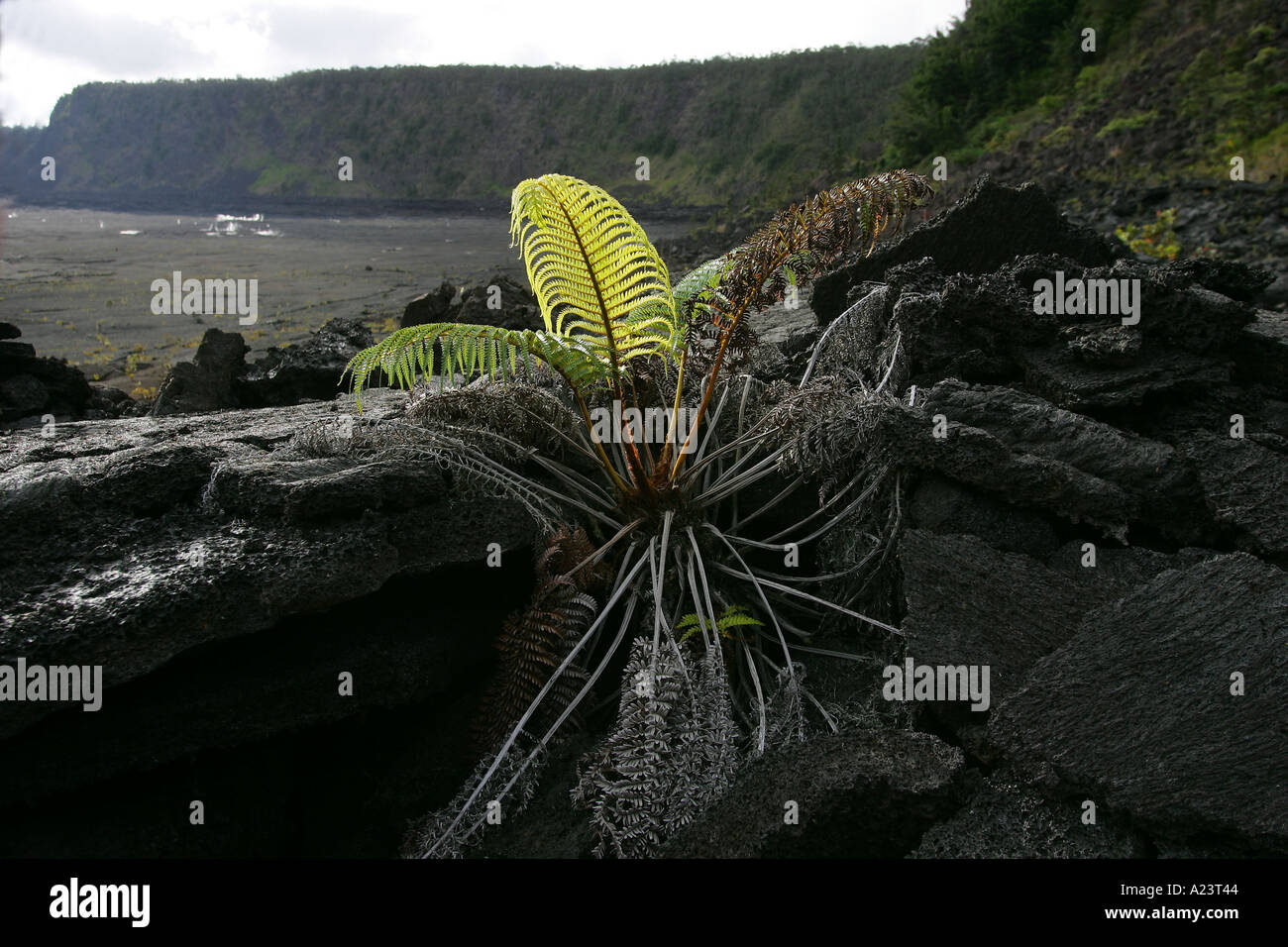 Amau fern Kilauea Iki HVNP Island of Hawaii Stock Photo - Alamy
