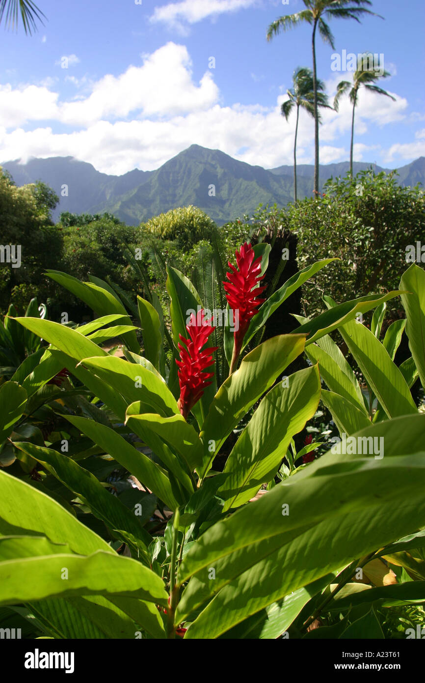 Red ginger flower kauai hi-res stock photography and images - Alamy