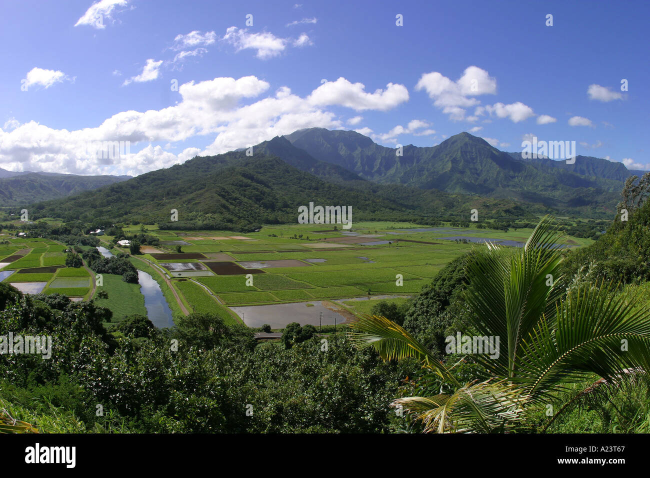 Hanalei Taro Fields Hanalei Kauai Hawaii Stock Photo - Alamy
