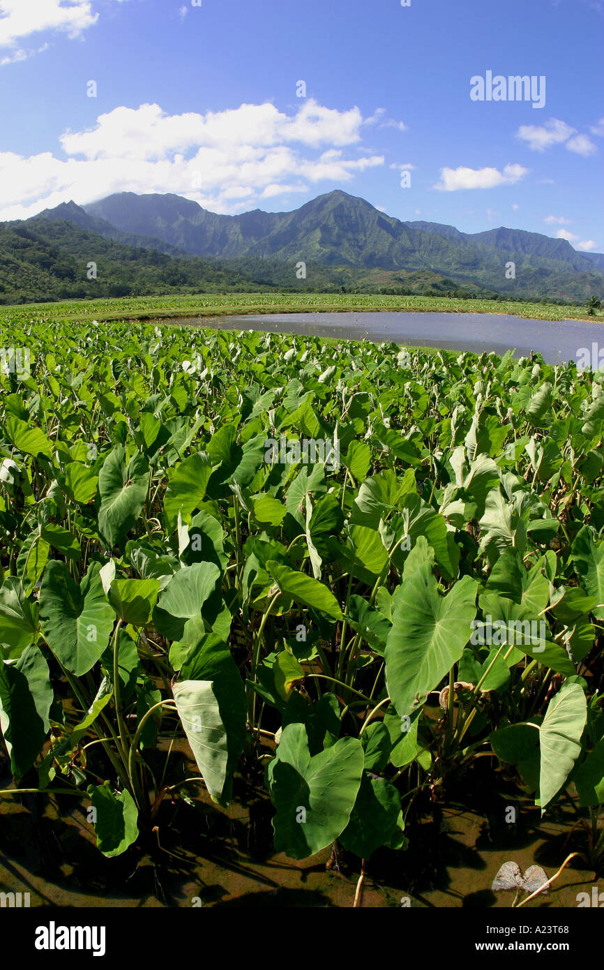 Hanalei Taro Fields Hanalei Kauai Hawaii Stock Photo - Alamy