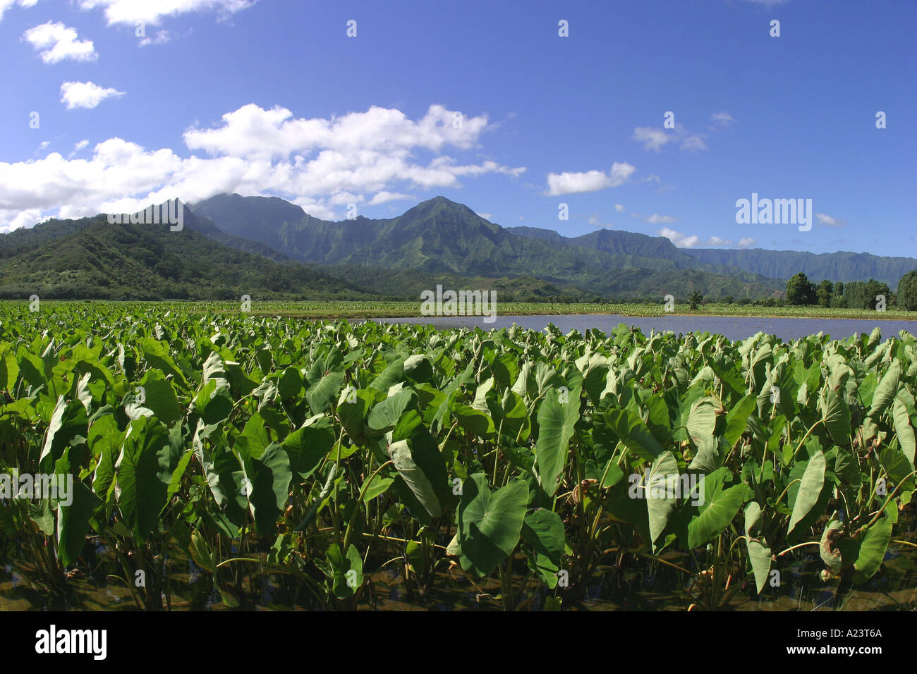 Hanalei Taro Fields Hanalei Kauai Hawaii Stock Photo - Alamy