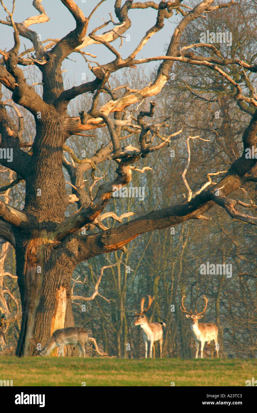 Fallow Deer male bucks with antlers stand against dead tree branches ...