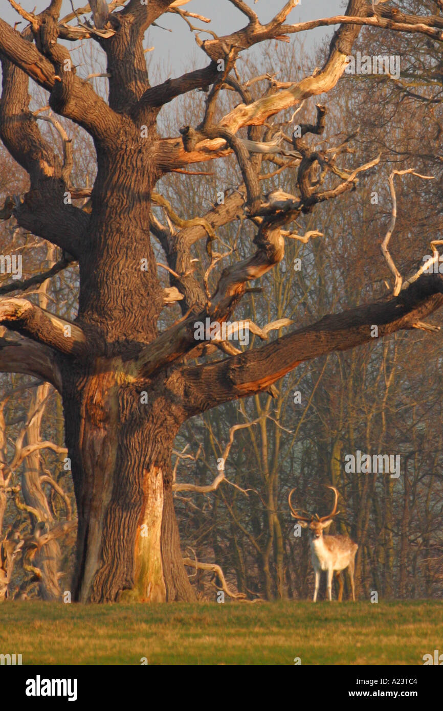 English deer hi-res stock photography and images - Alamy