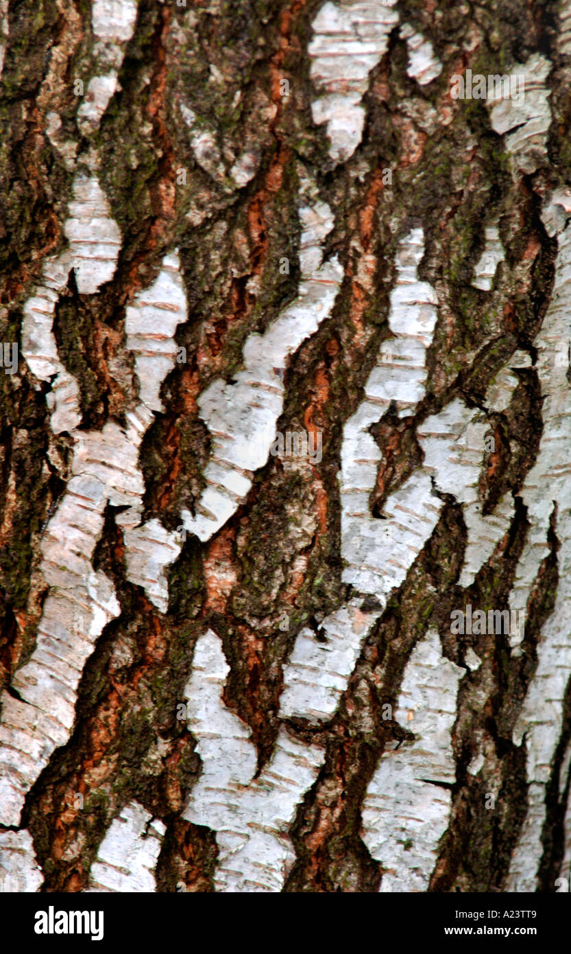 Patterns bark hi-res stock photography and images - Alamy