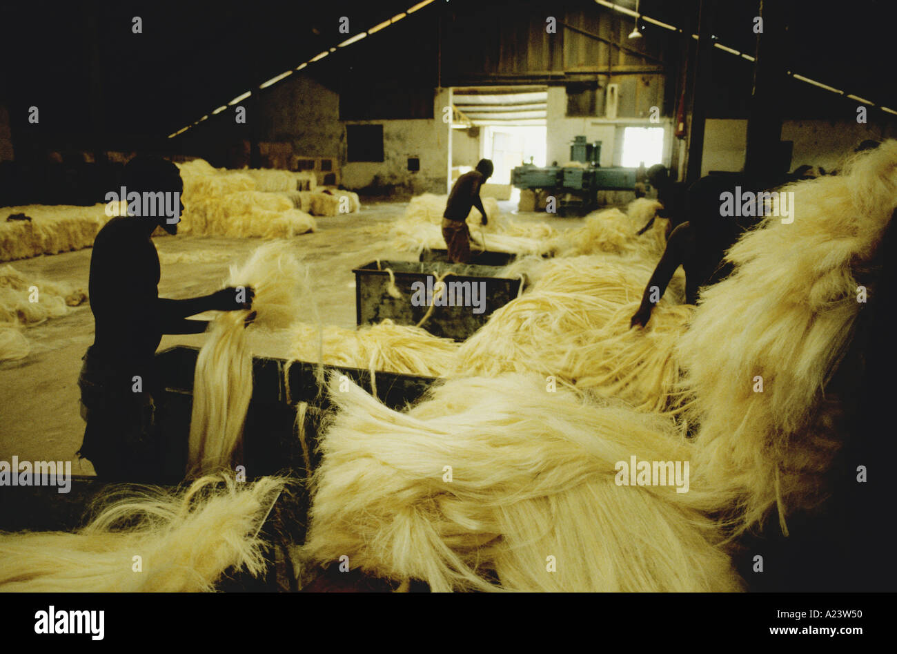 SISAL IS PROCESSED IN A FACTORY AT KILOSA TANAZANIA - WORKERS Stock ...