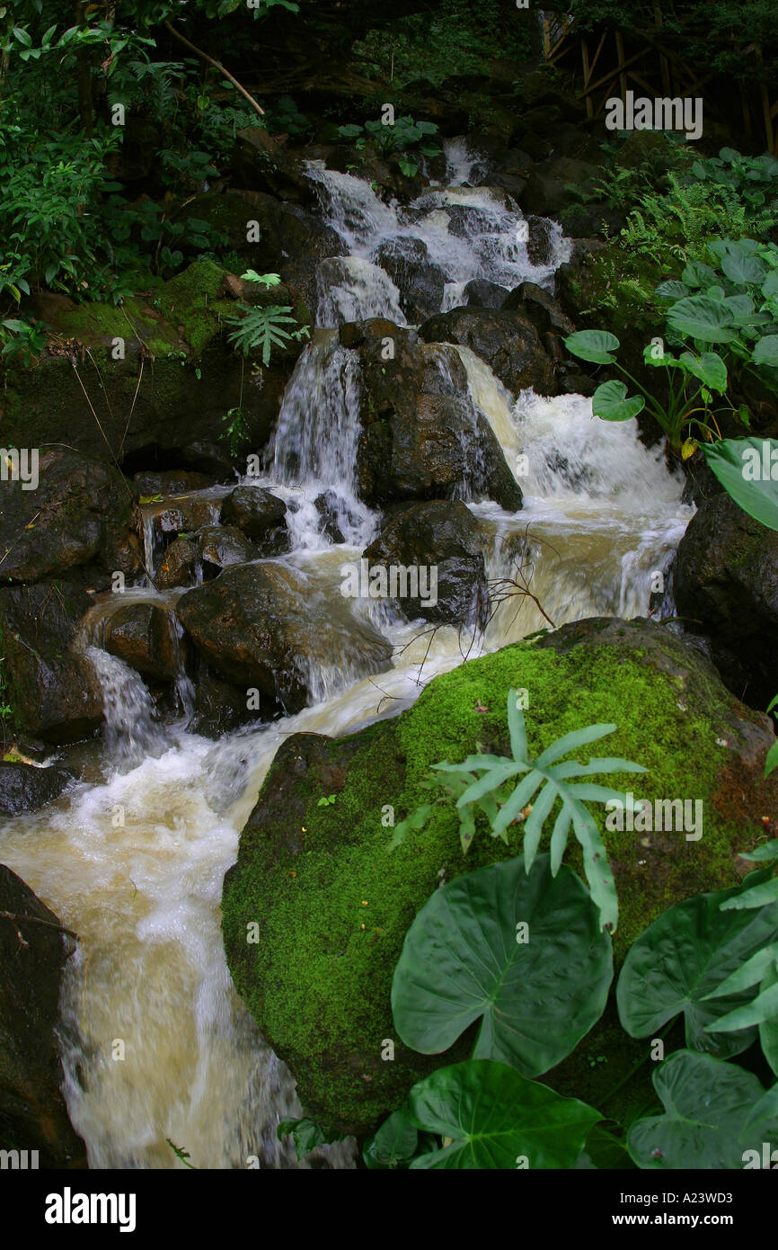 Kamapua’a hi-res stock photography and images - Alamy
