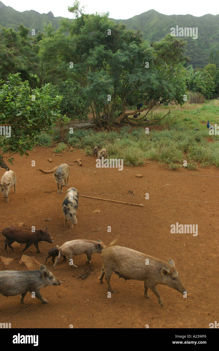 Pigs kauai hi-res stock photography and images - Alamy