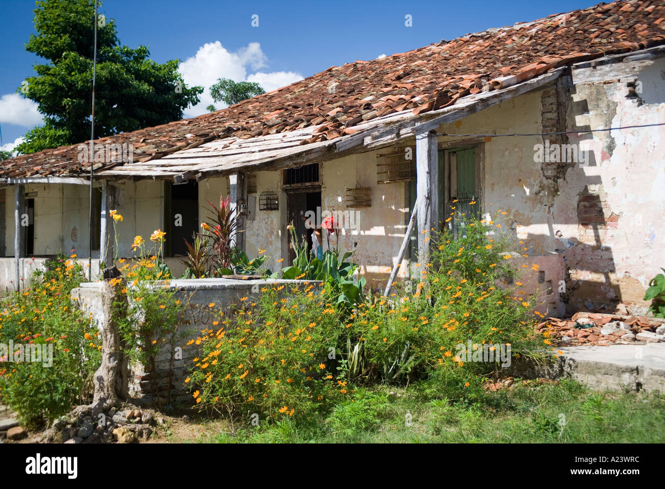 Colonial Sugar