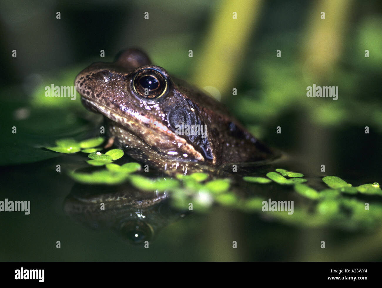 Common Frog (Rana temporaria Stock Photo - Alamy
