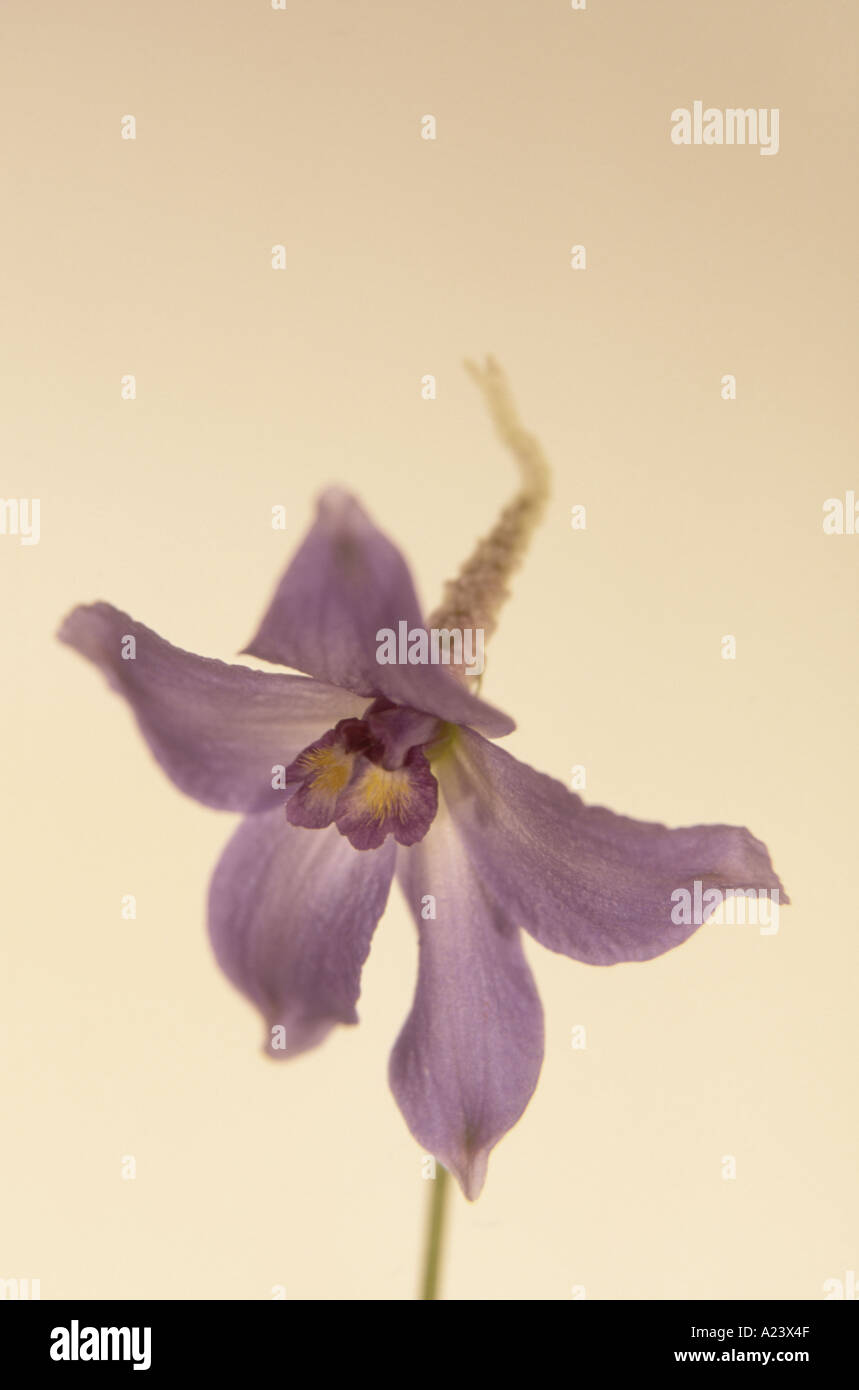purple lilac delphinium flower Stock Photo - Alamy