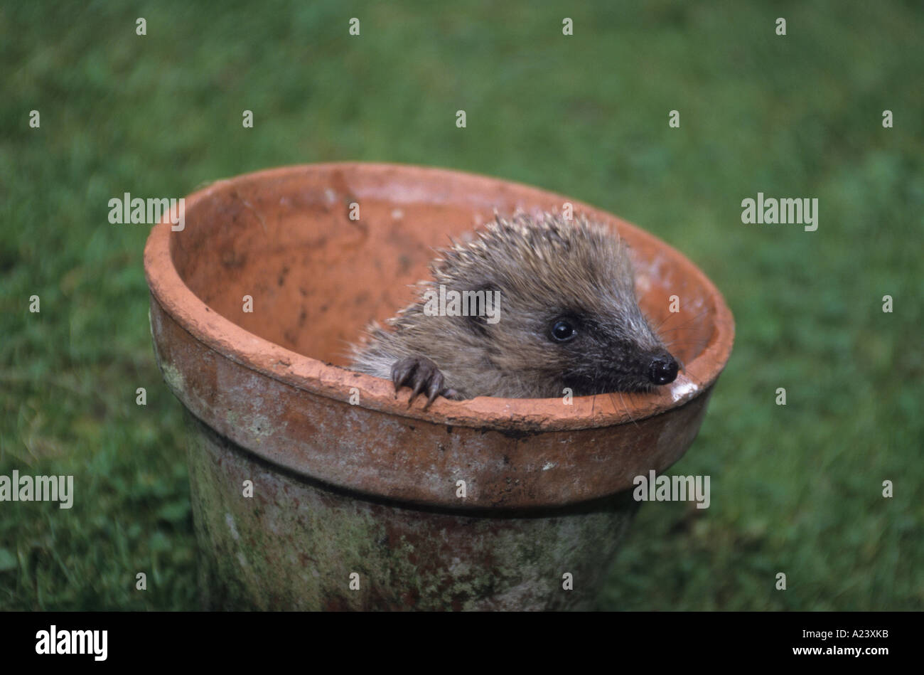 Climbing hedgehog hi-res stock photography and images - Alamy