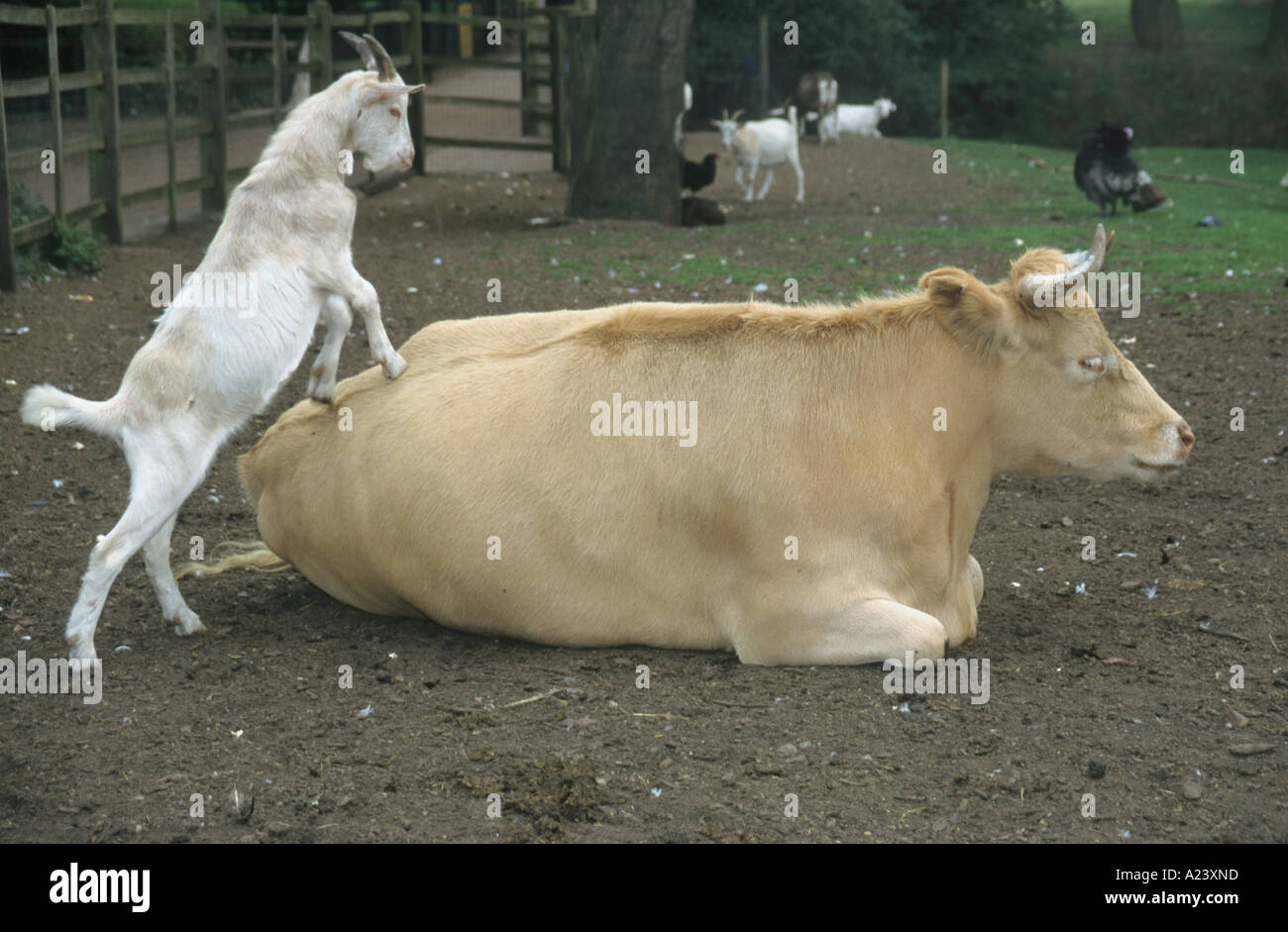 Eye catching goat hi-res stock photography and images - Alamy