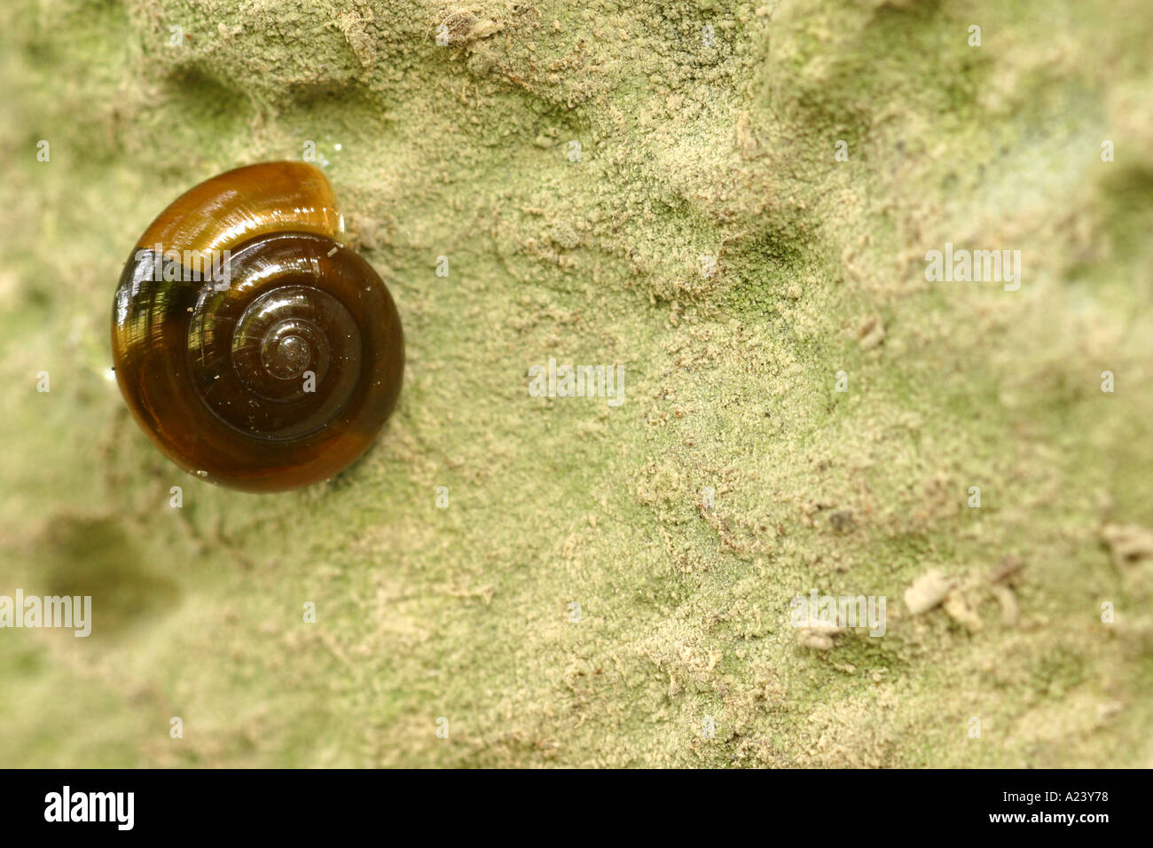 Limestone shell hi-res stock photography and images - Alamy