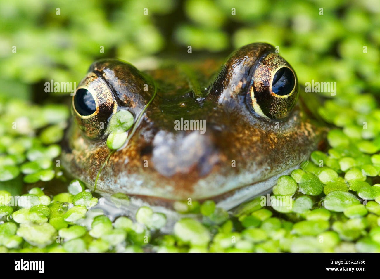 Frog face hi-res stock photography and images - Alamy