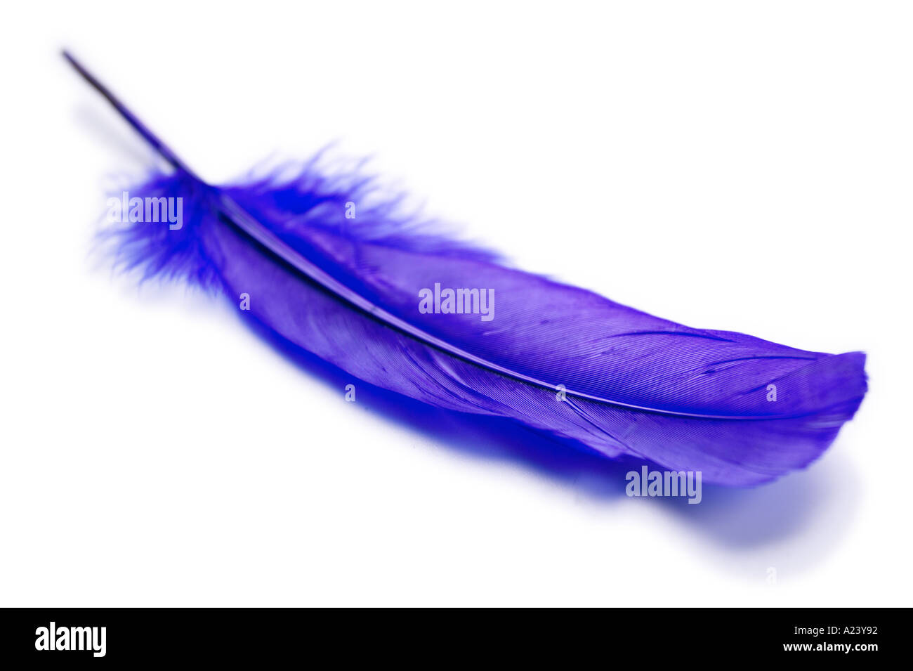 Single Blue Feather Closeup Stock Photo - Alamy