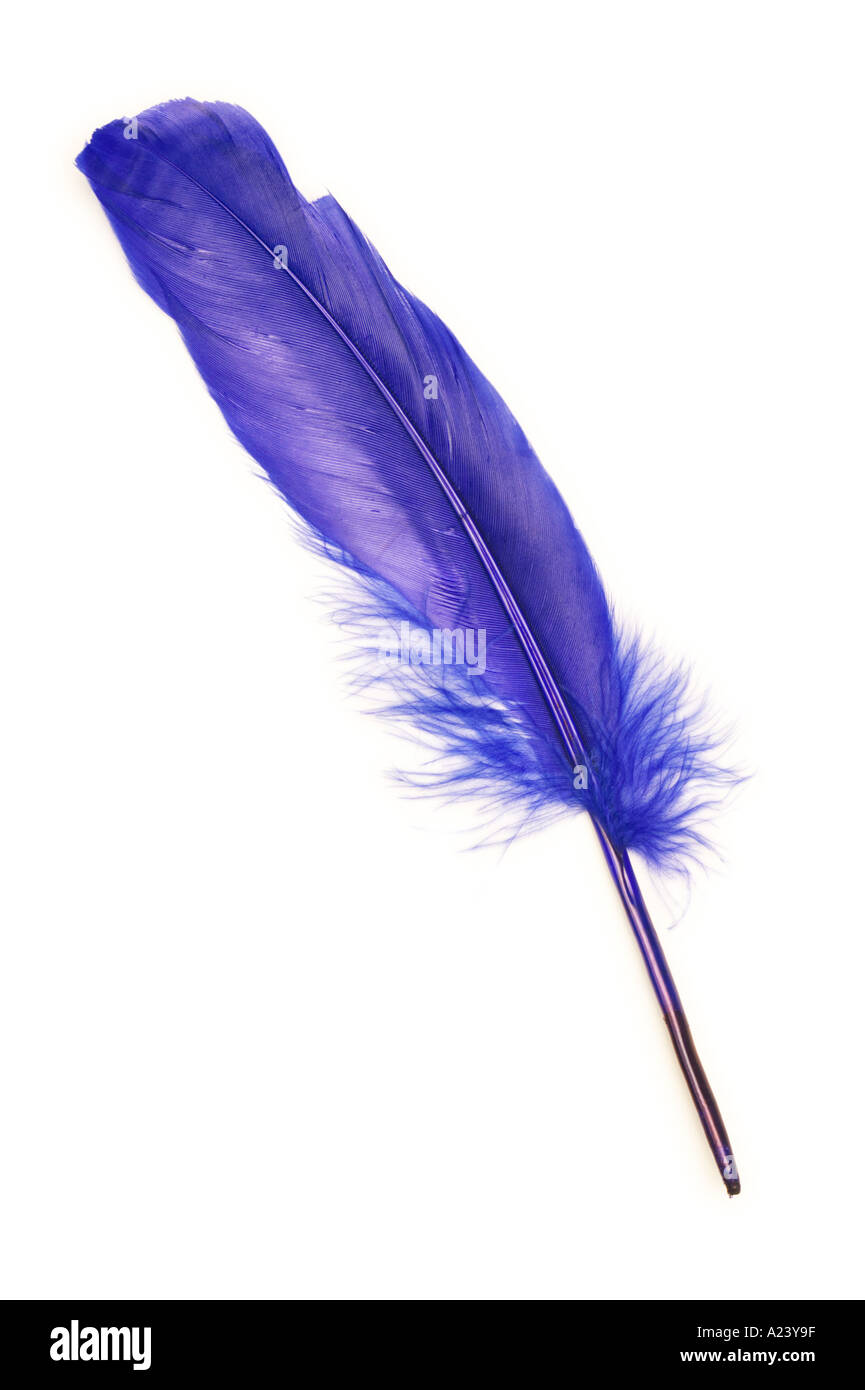 Writing bird hi-res stock photography and images - Alamy