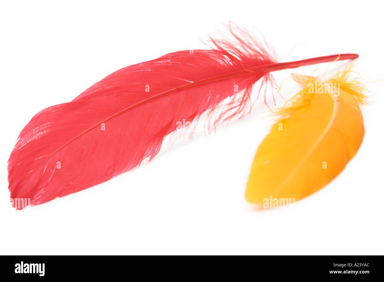 Yellow feather cap hi-res stock photography and images - Alamy