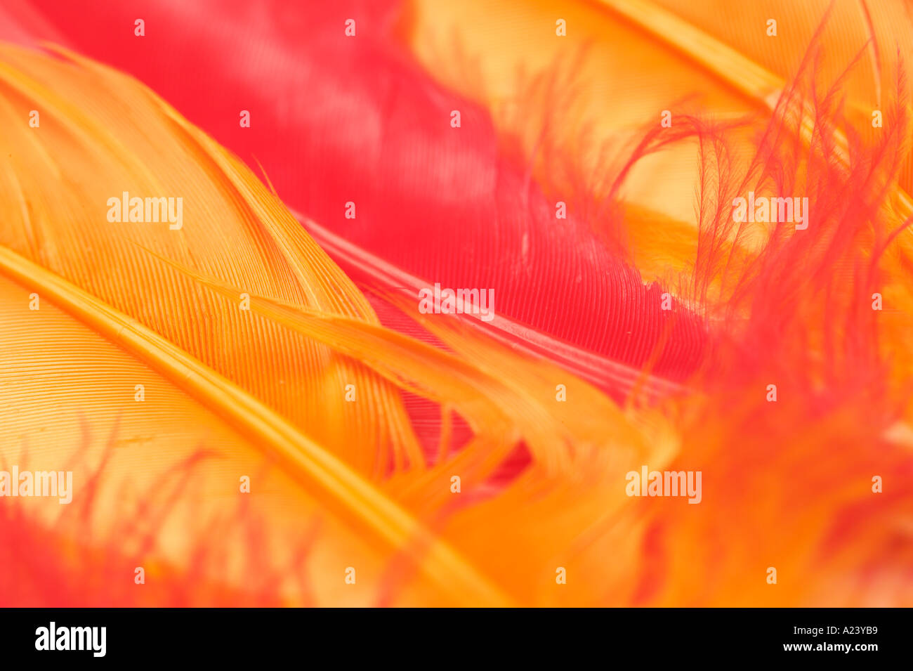 Red feathers not bird hi-res stock photography and images - Alamy