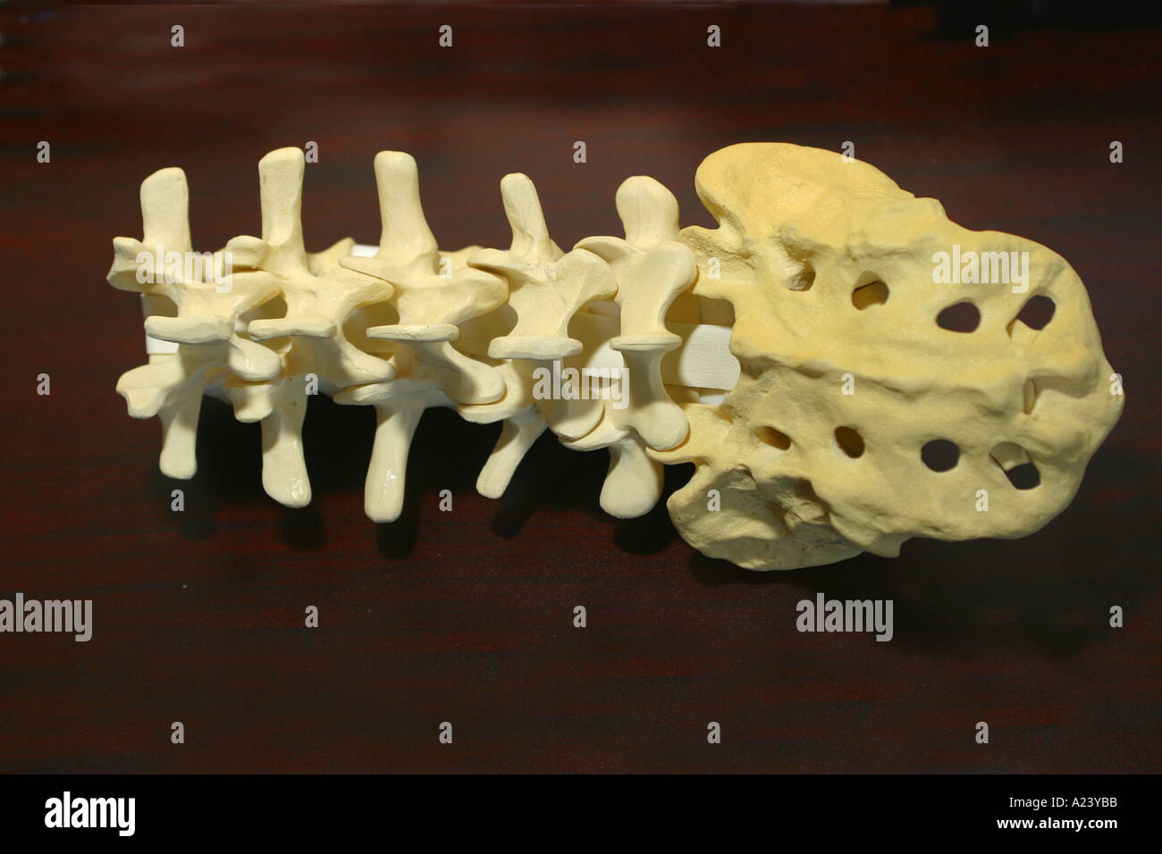 Spinal column model Stock Photo - Alamy