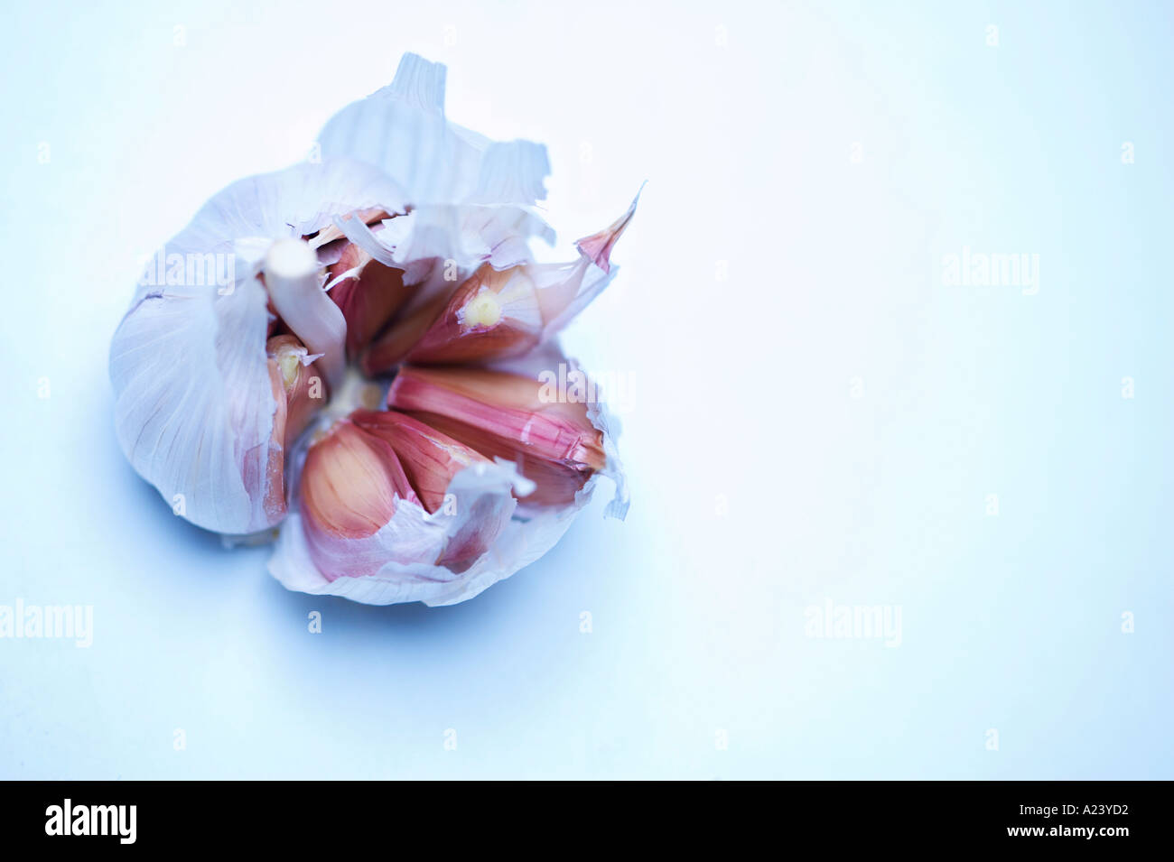 Broken Garlic Bulb on Blue Tinted Background Landscape Stock Photo - Alamy