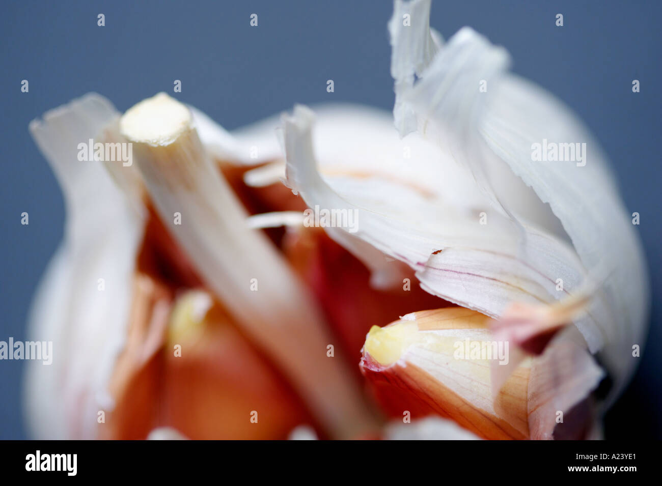 Broken Garlic Bulb on Dark Background Landscape Stock Photo - Alamy