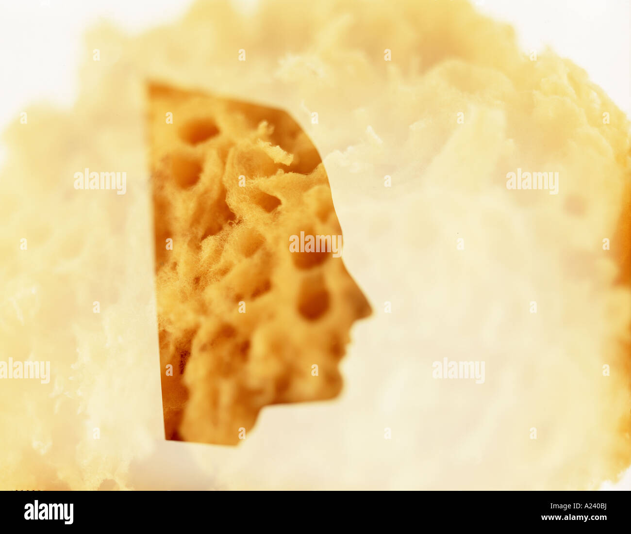 Brain sponges hi-res stock photography and images - Alamy