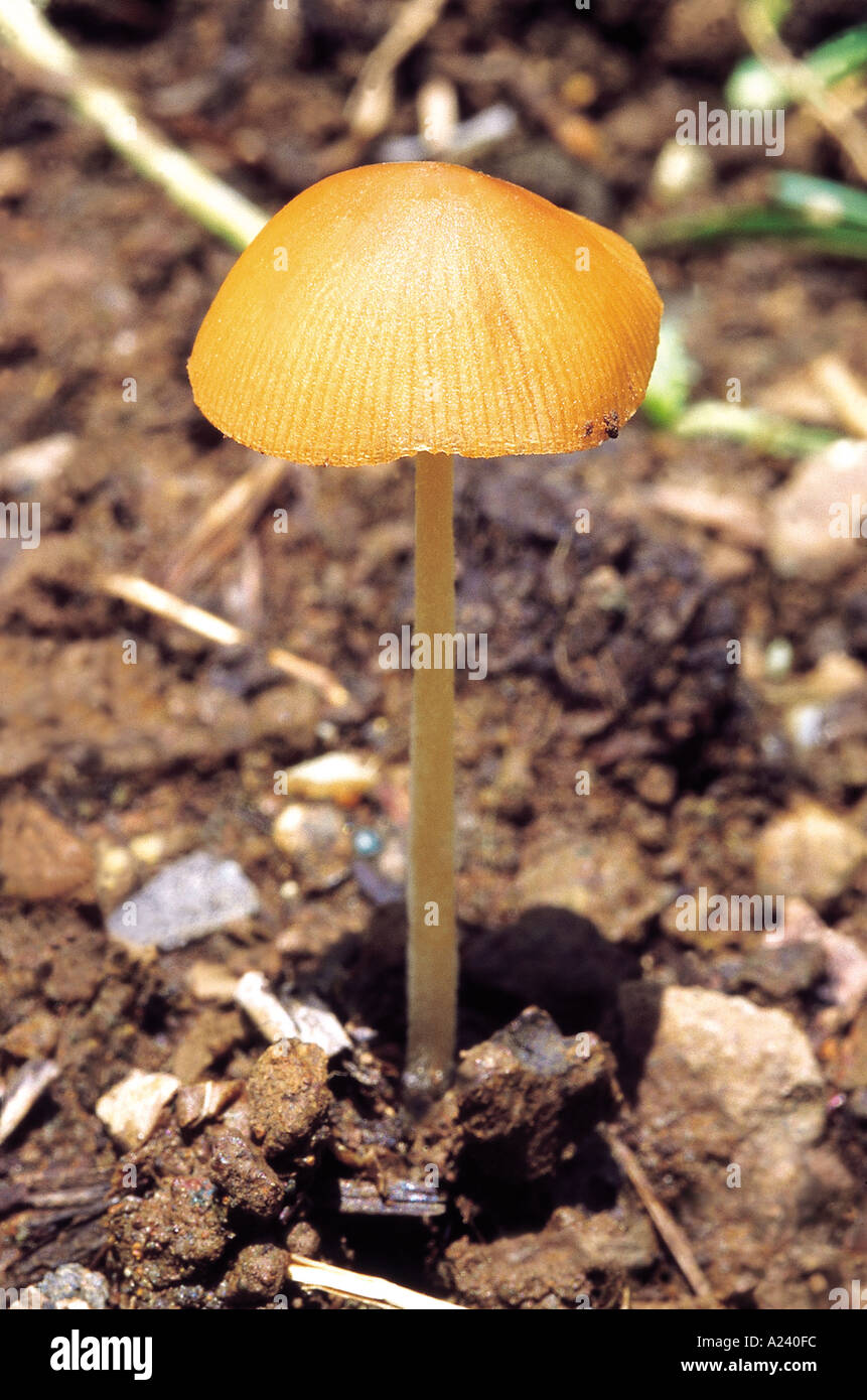 Class: Homobasidiomycetes. Series: Hymenomycetes. Order: Agaricales ...