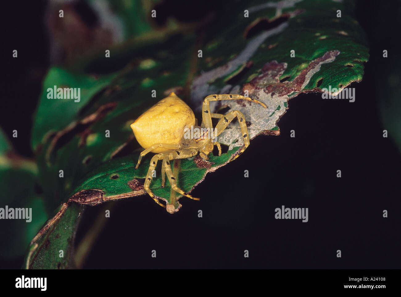 Yellow insects hi-res stock photography and images - Alamy