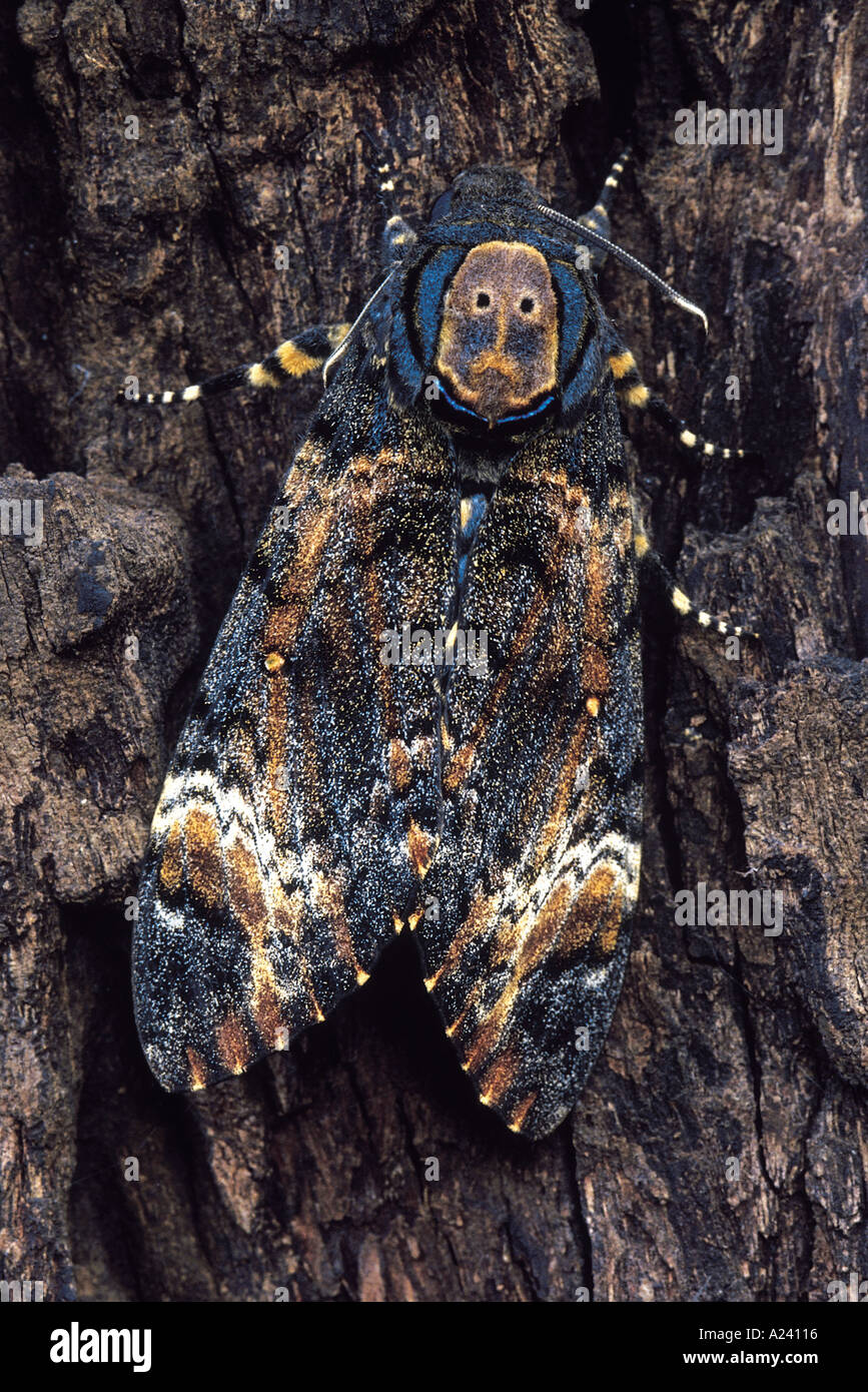 Death's Head Hawk moth. Maharashtra, India Stock Photo - Alamy