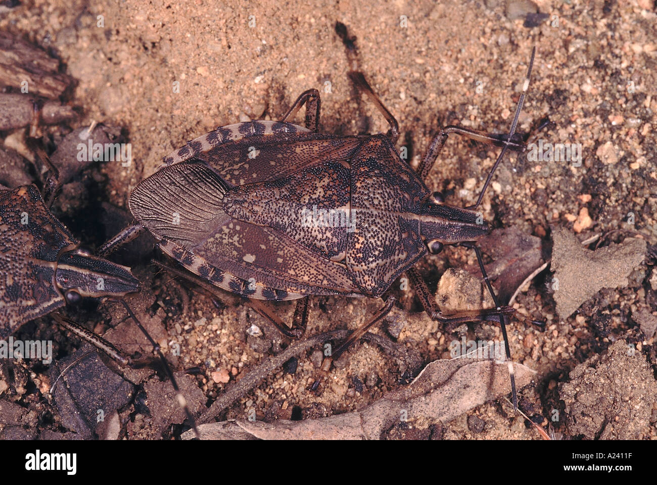 Disgusting animals hi-res stock photography and images - Alamy