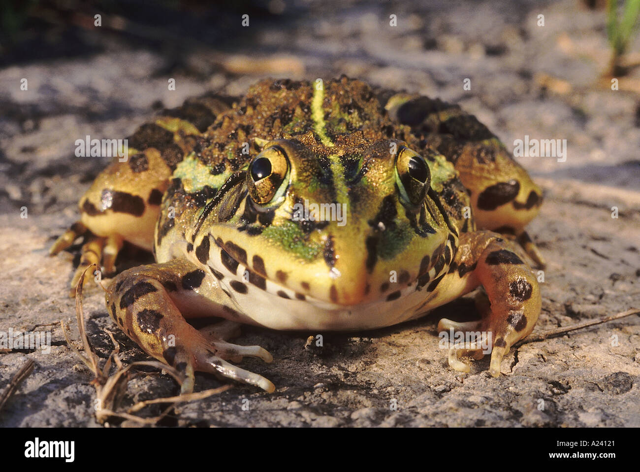 Indian amphibians hi-res stock photography and images - Alamy