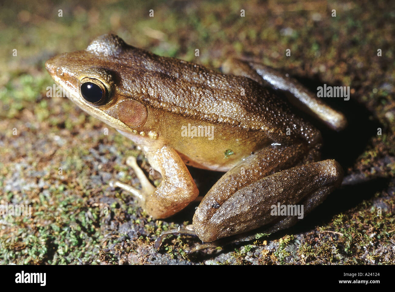 Bronze frog hi-res stock photography and images - Alamy
