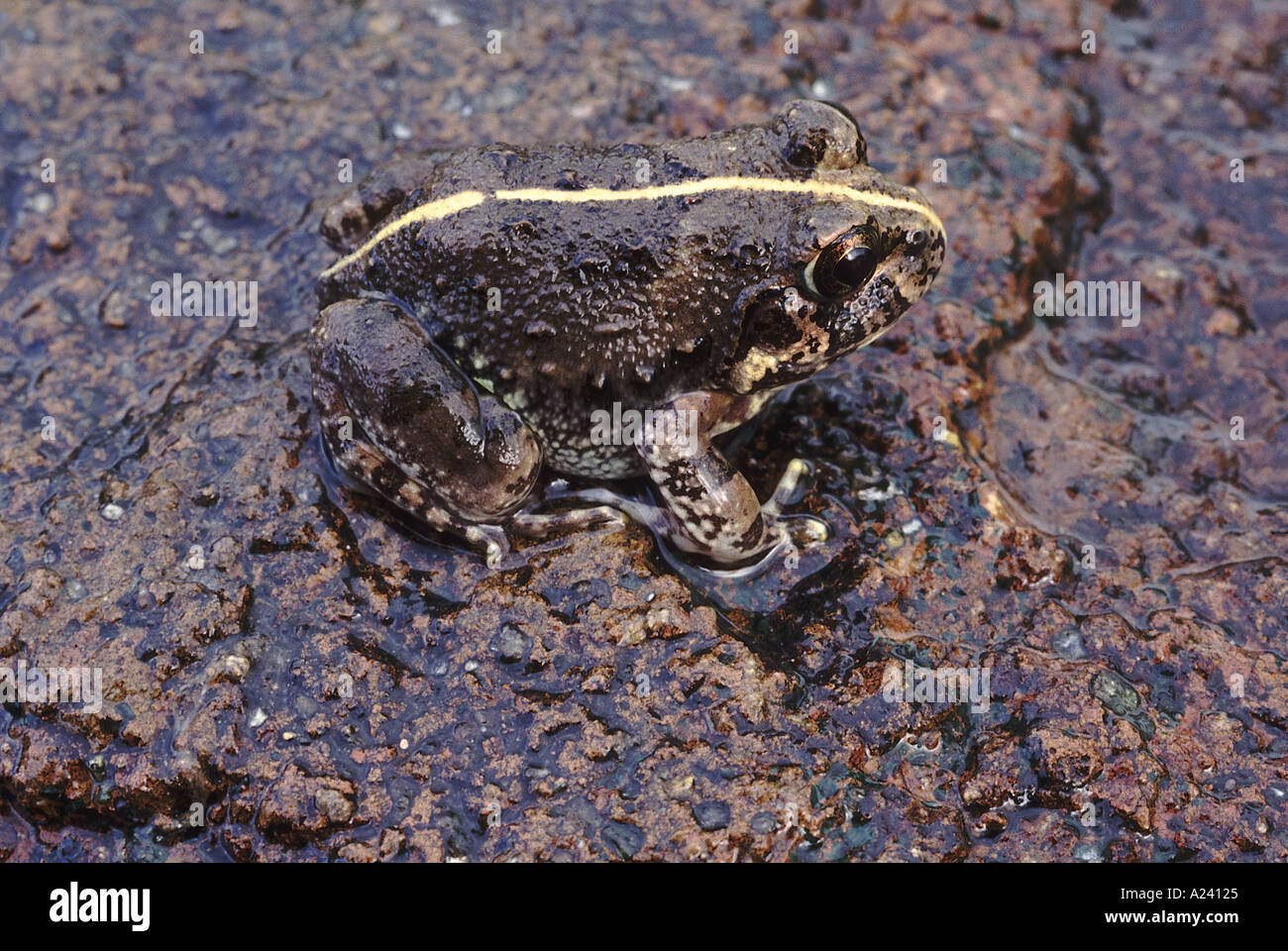 Tomopterna Breviceps. Short Headed frog/ Indian Burrowing frog. A stout ...