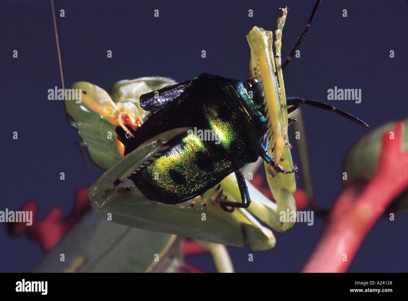 Praying Mantis eating Jewel Bug. Maharashtra, India Stock Photo - Alamy