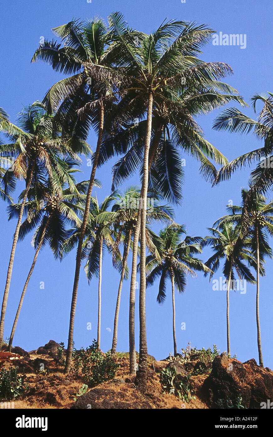 A cluster of coconut trees Stock Photo - Alamy