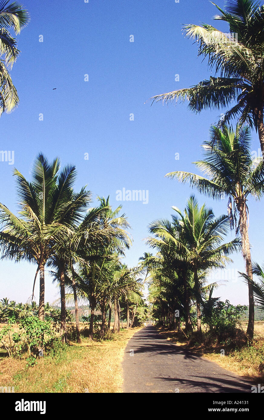 A pathway between palm trees. Goa, India Stock Photo - Alamy