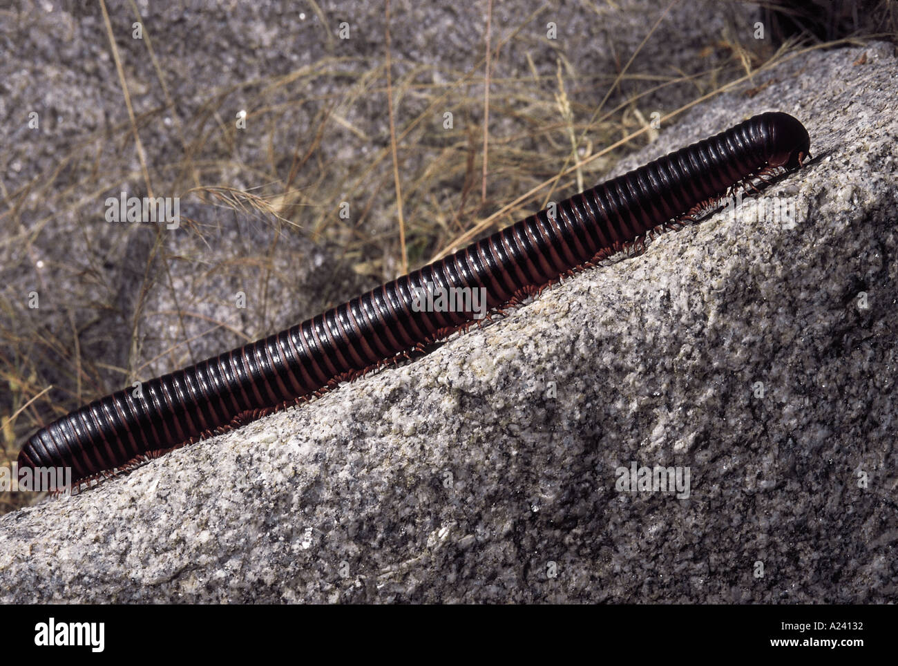 Millipede. Karnataka, India Stock Photo - Alamy