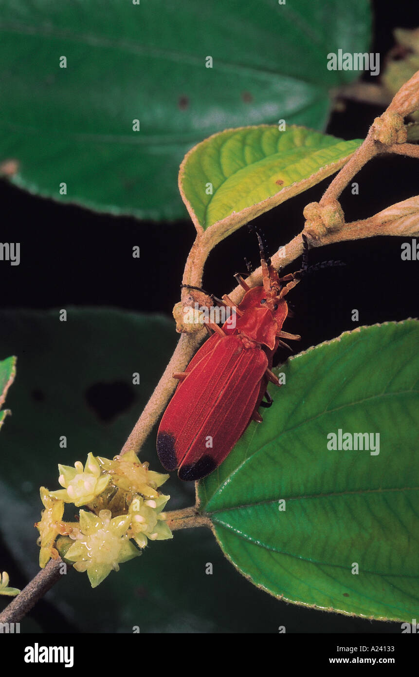 Net-winged beetles. Family Lycidae. Pune district, Maharashtra, India ...