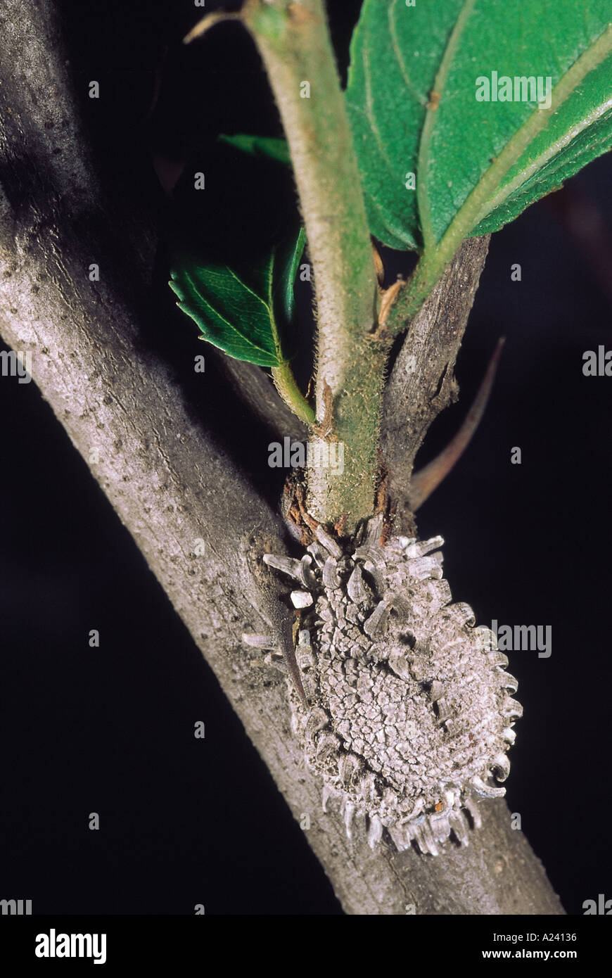 Insect insects hi-res stock photography and images - Alamy