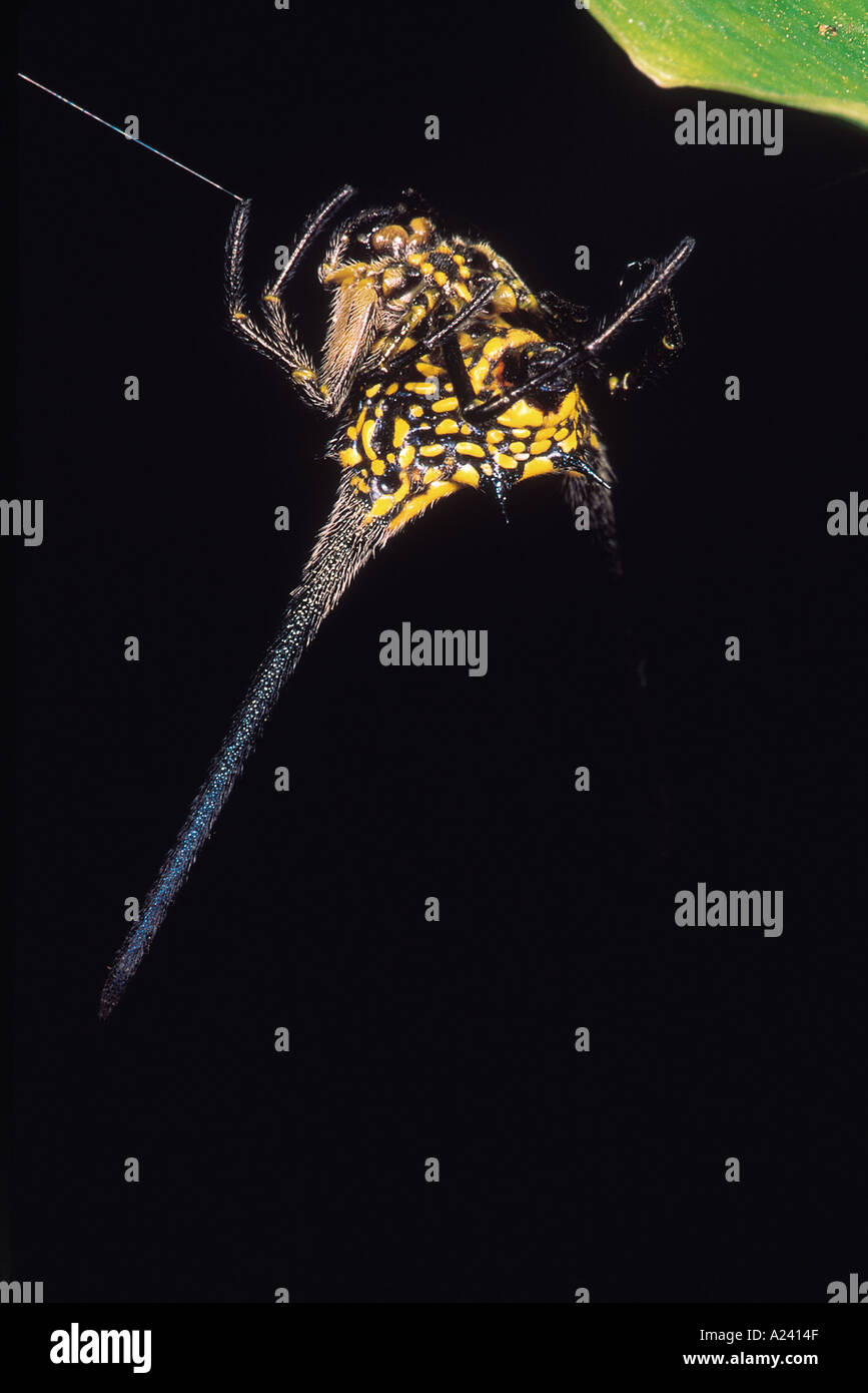 KITE SPIDER Gasteracantha dalyi. Kodagu, Karnataka, INDIA Stock Photo ...